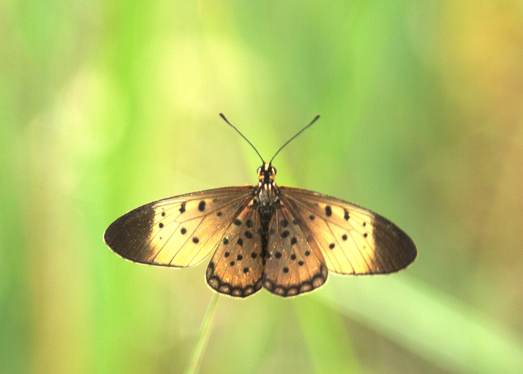 Black Tip Acraea (Lepidoptera of Botswana) · iNaturalist Mexico