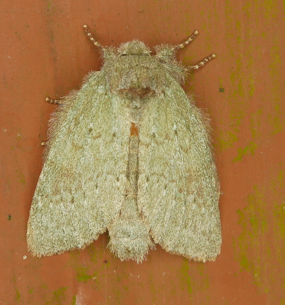 Drab Prominent (Moths of North Park) · iNaturalist