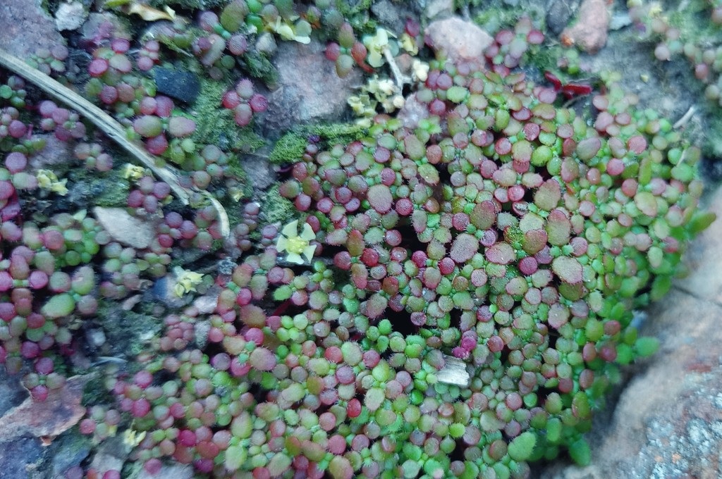 Mini Stonecrop from Cape Winelands, South Africa on June 26, 2021 at 10 ...