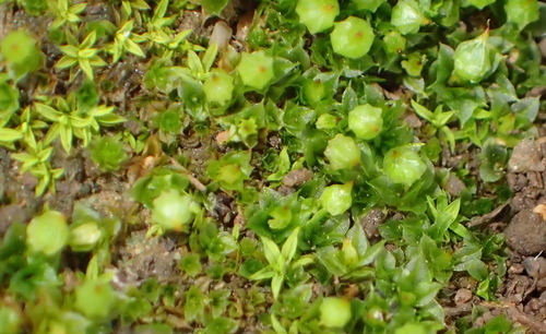 Goniomitrium africanum · iNaturalist