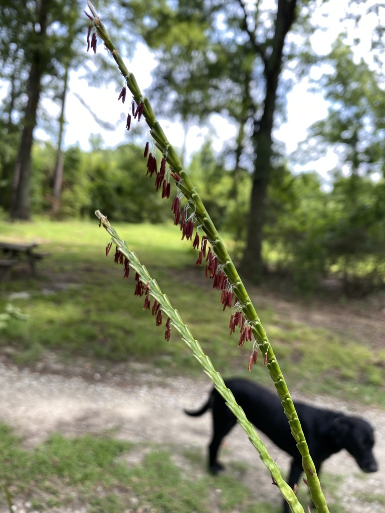 eastern gamagrass from Rebecca Kennedy Rd, Rocky Point, NC, US on July ...