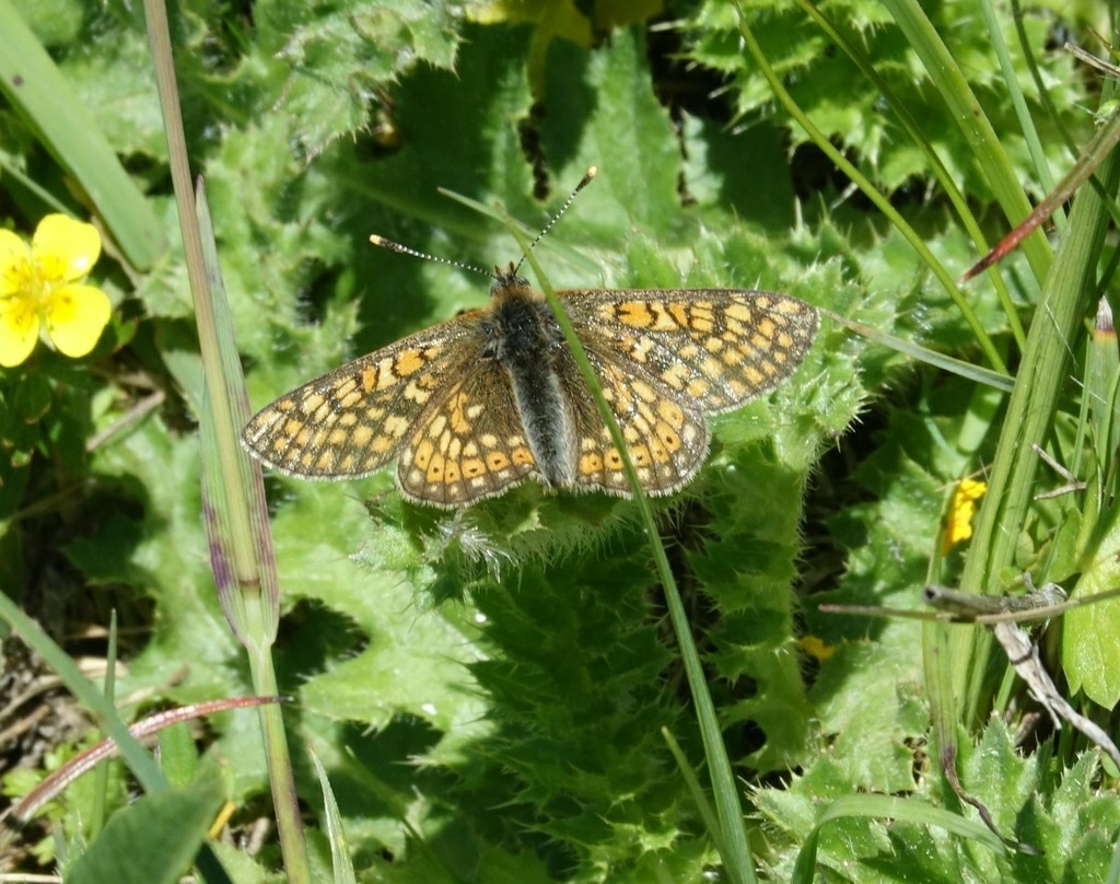 Marsh Fritillary in June 2021 by Luca Maurino · iNaturalist