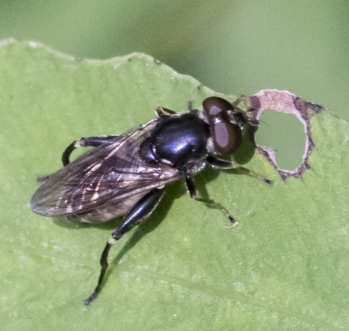 Confusing Leafwalker (Xylota confusa) · iNaturalist