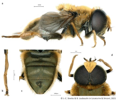 Merodon legionensis · iNaturalist