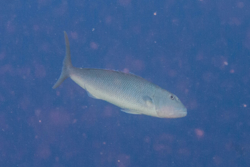 Green Jobfish (Aprion virescens) - Marine Life Identification