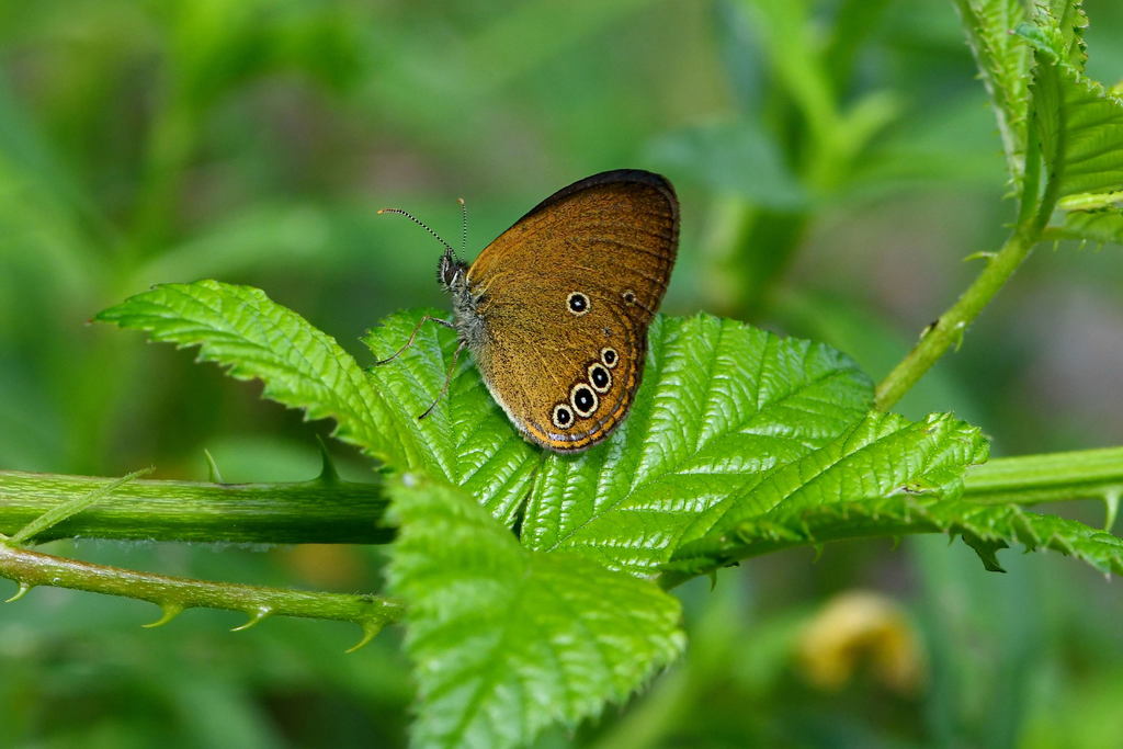 False Ringlet in June 2021 by achine · iNaturalist