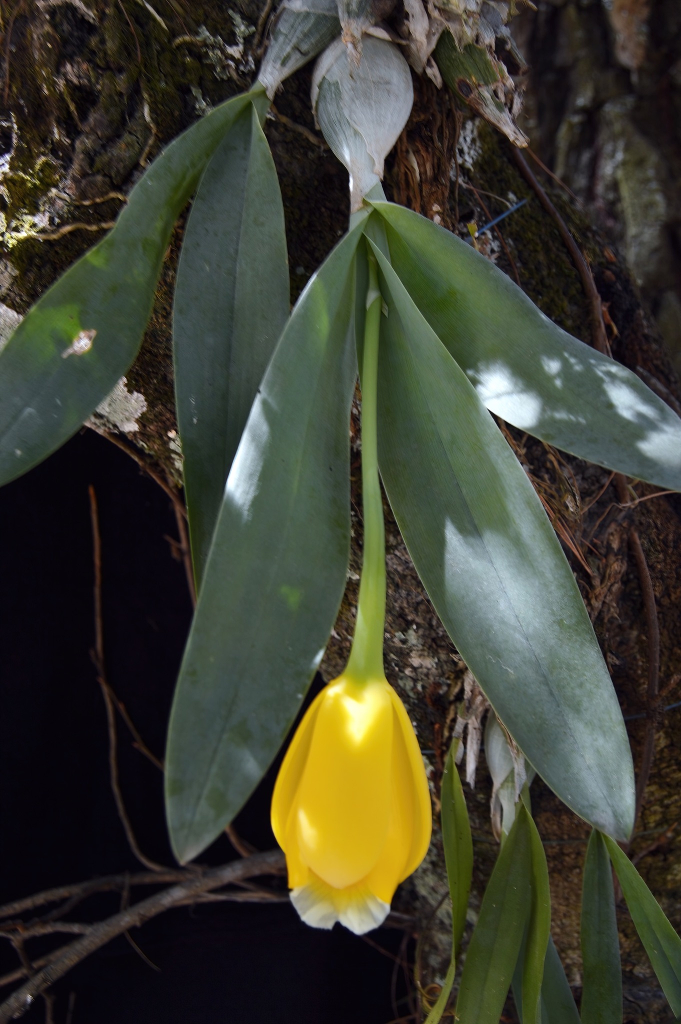 Prosthechea citrina (Lex.) W.E.Higgins