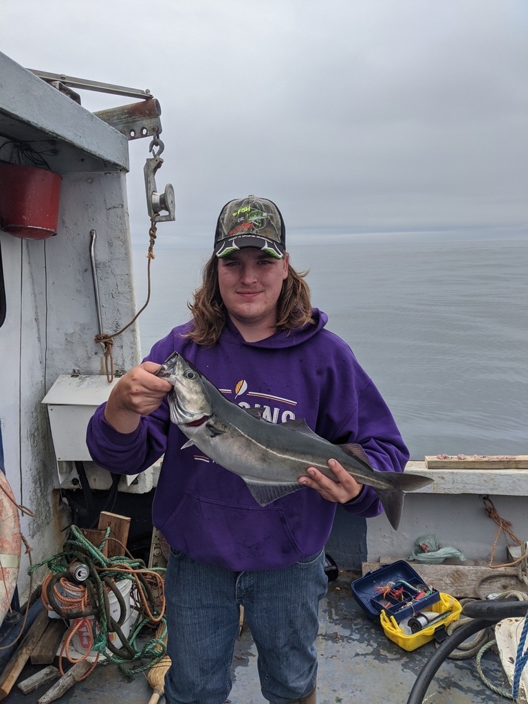 Pollock from Barrington, NS, Canada on July 4, 2021 at 11:44 AM by ...