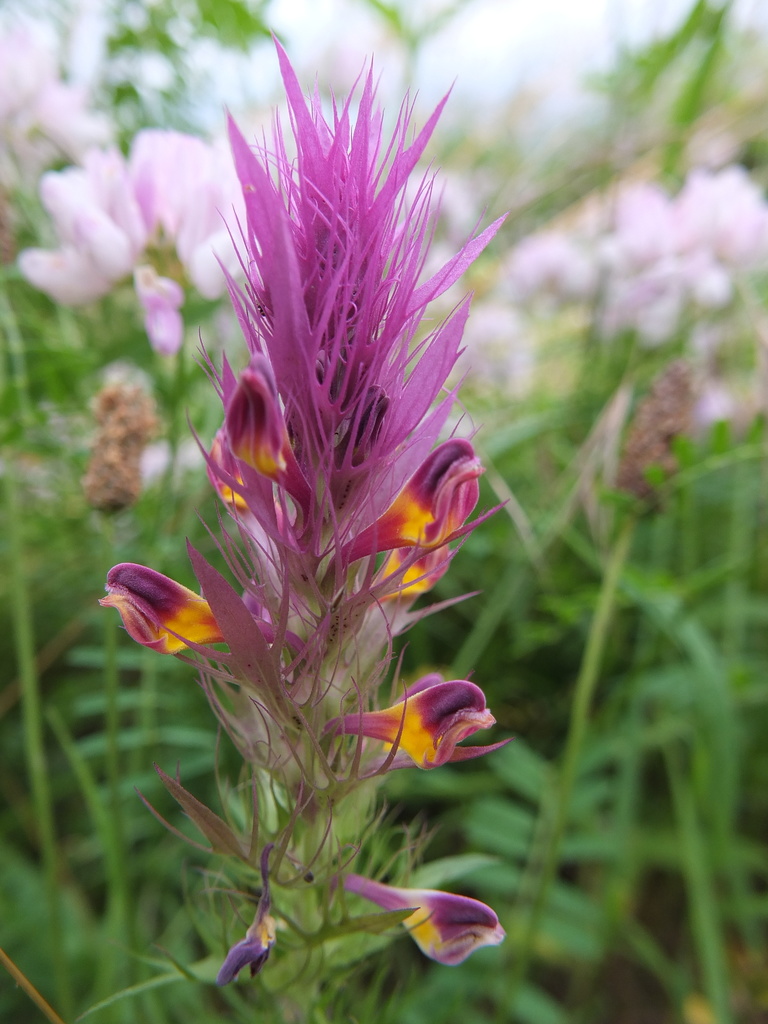 Field Cow-wheat (Melampyrum arvense) - Botanical Realm