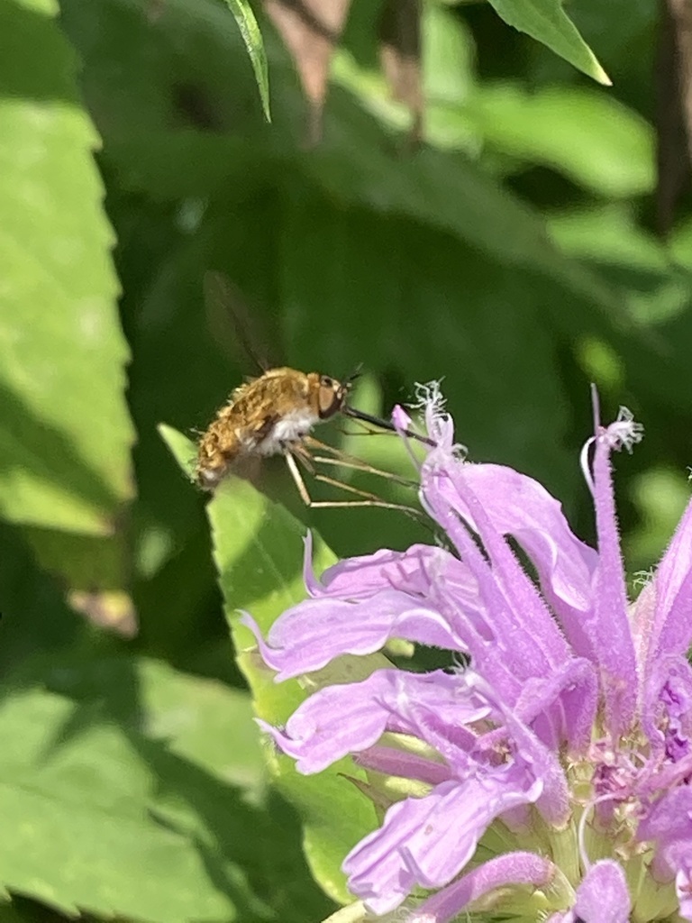 Greater Bee Flies from Seneca County, OH, USA on July 04, 2021 at 11:17 ...