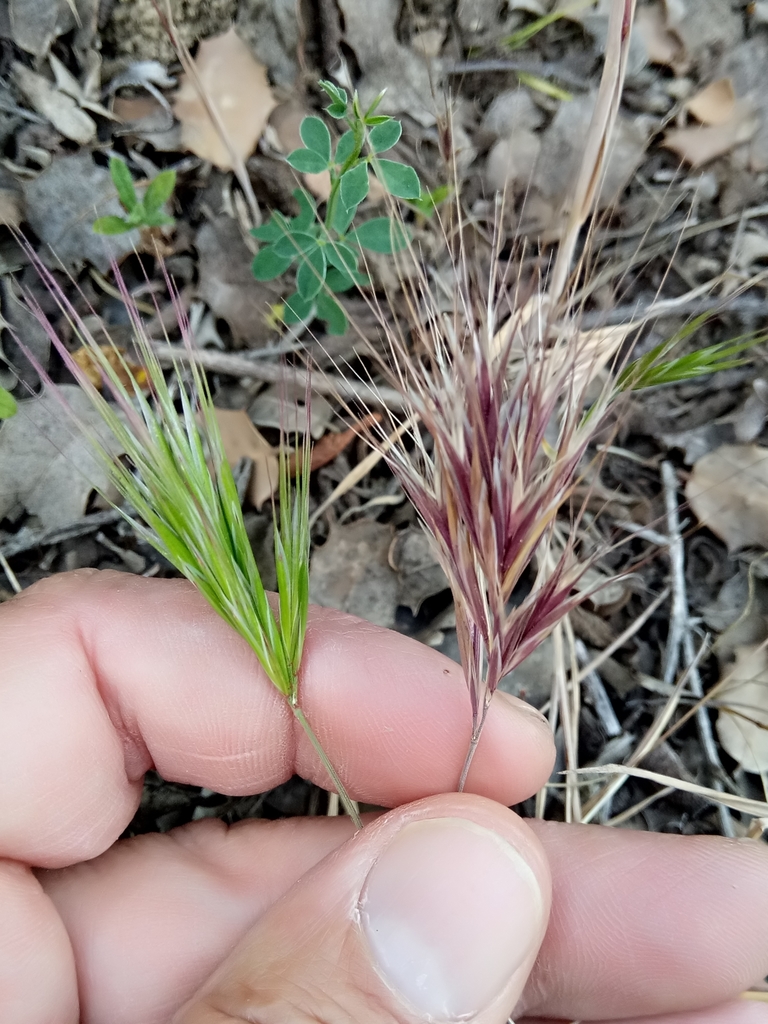 Red Brome (Bromus rubens) - Botanical Realm