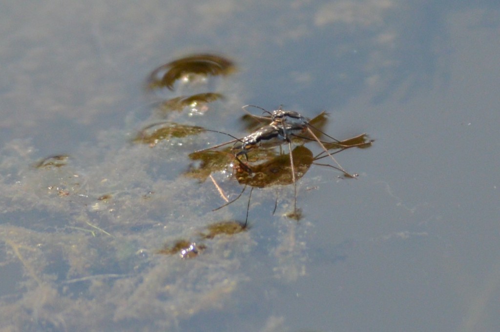 Neogerris hesione from Oden Lake, Louisiana 71485, USA on July 5, 2021 ...