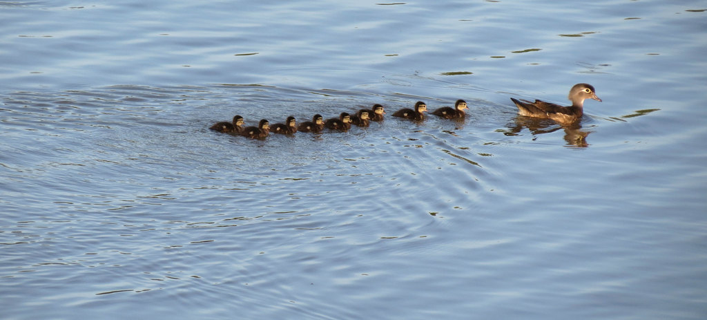 Wood Duck (Sycamore Island - Species Guide) · iNaturalist Mexico