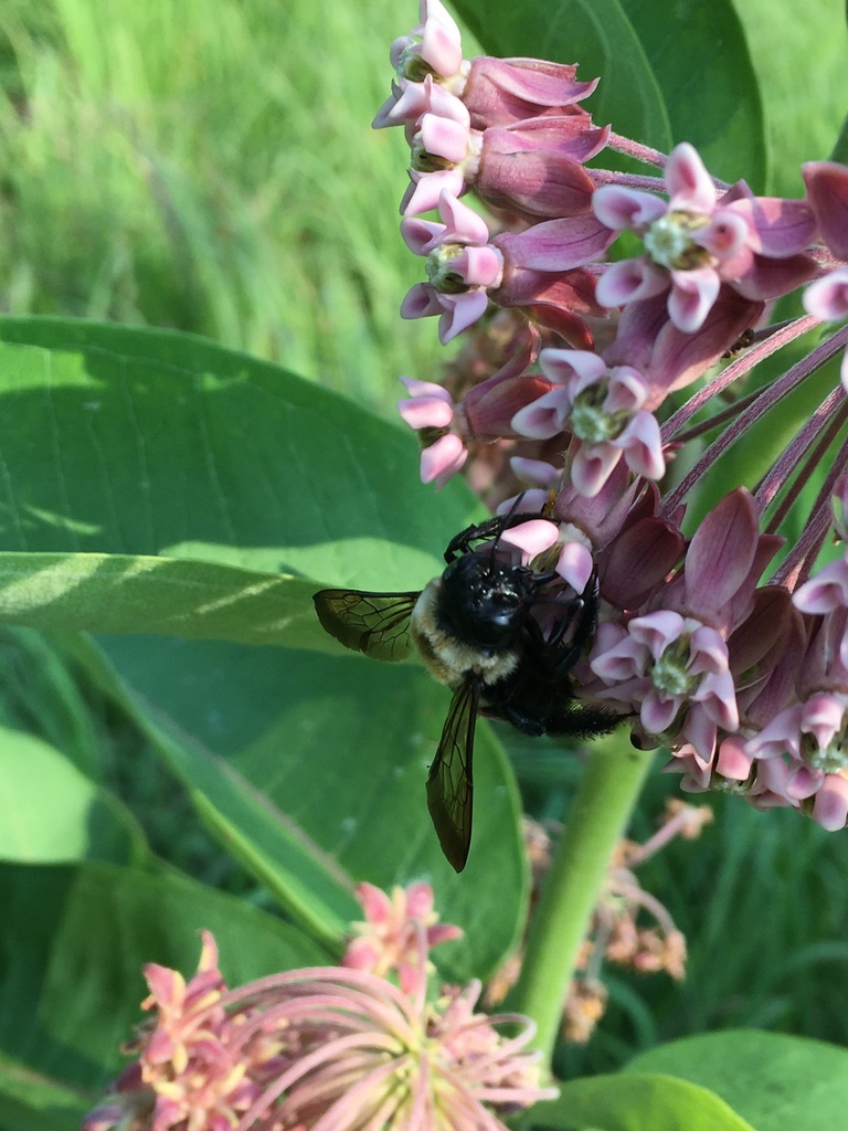 Eastern Carpenter Bee from Dunbridge, OH 43402, USA on July 03, 2021 at ...