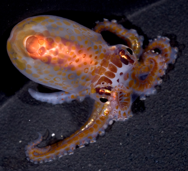 Can you believe such a small creature could control insect populations ...