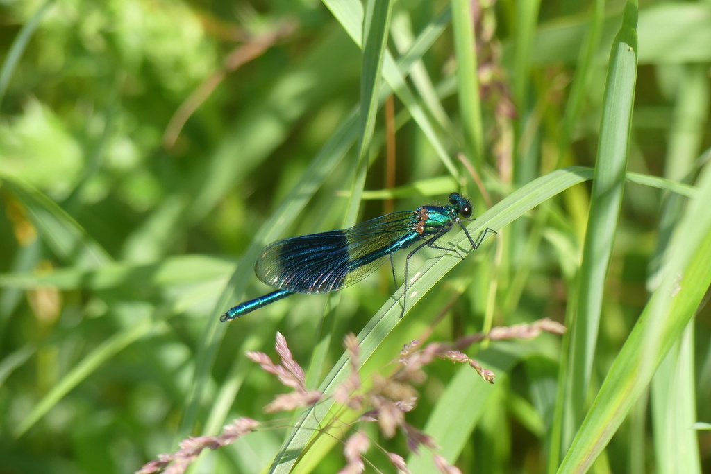 Banded Demoiselle from Ledston, Castleford, England, GB on July 6, 2021 ...
