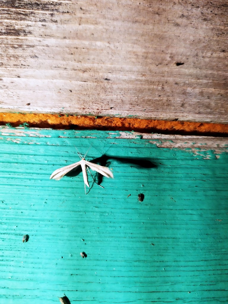 Yarrow Plume Moth from Городище, Ярославская обл., Россия, 152046 on ...