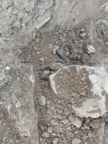 Palestine Viper (Daboia palaestinae) - Snakes and Lizards