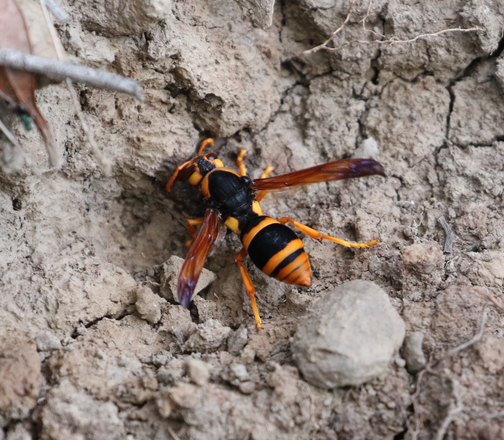 Abispa splendida from Highvale QLD 4520, Australien on February 14 ...