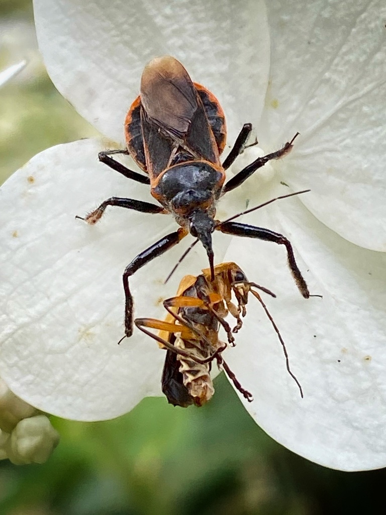 Eastern Bee Assassin from CR-611, Valley Head, AL, US on July 6, 2021 ...