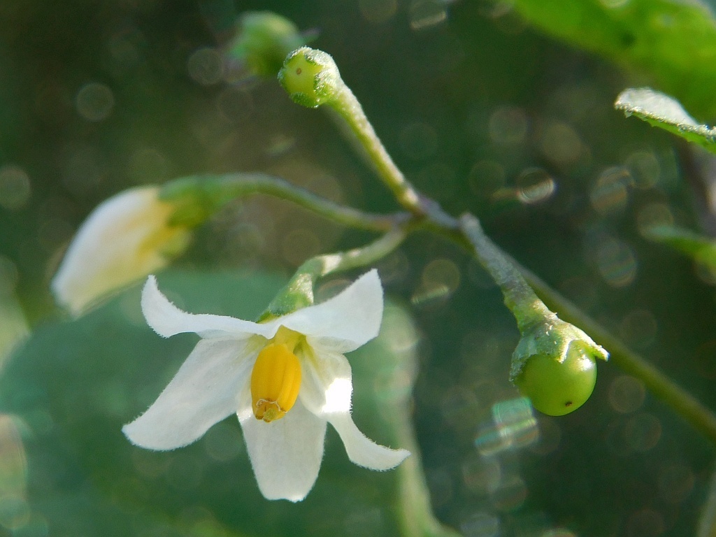 black nightshade from Greyton, 7233, South Africa on July 5, 2021 at 04 ...