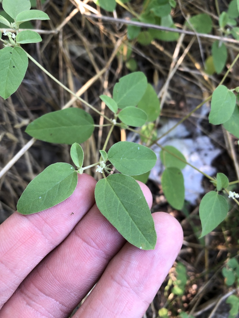 Prairie Tea from Glendale Park, Dallas, TX, US on July 06, 2021 at 09: ...