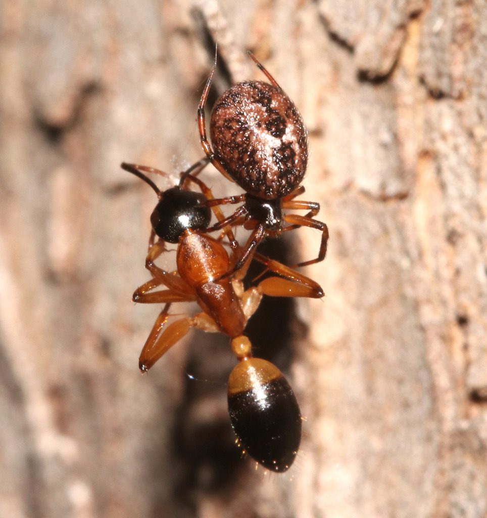 Ant-eating Spiders in September 2018 by juliegraham173 · iNaturalist