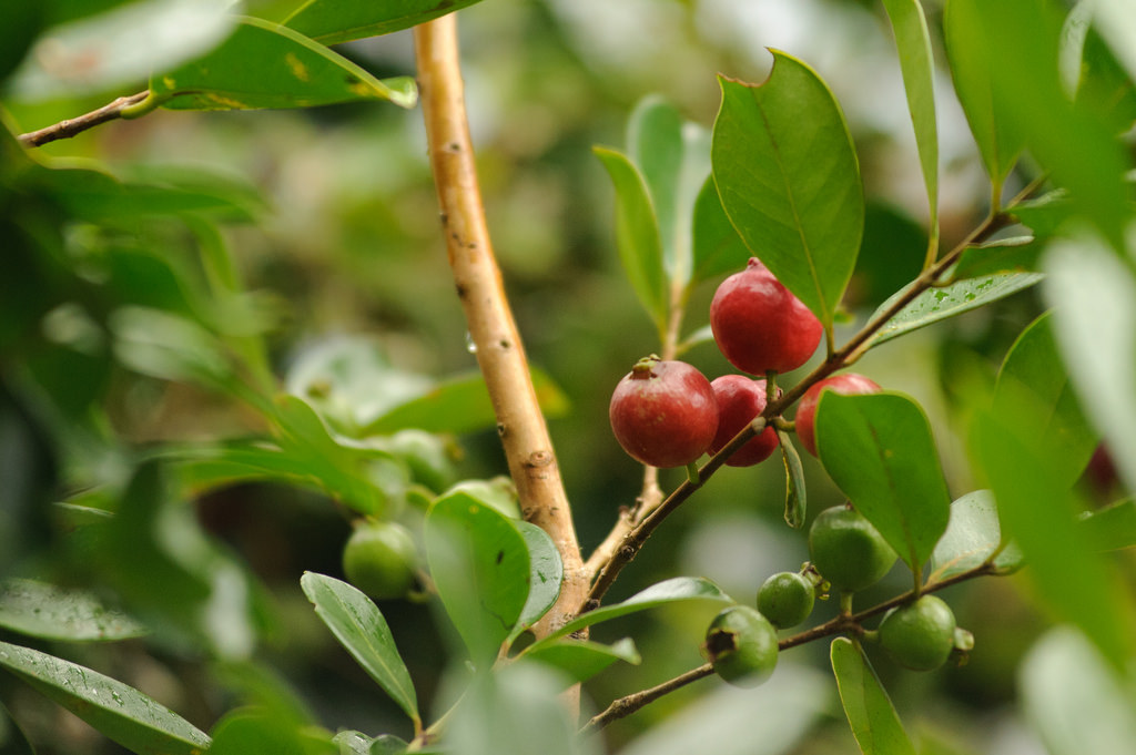 Psidium Cattleianum