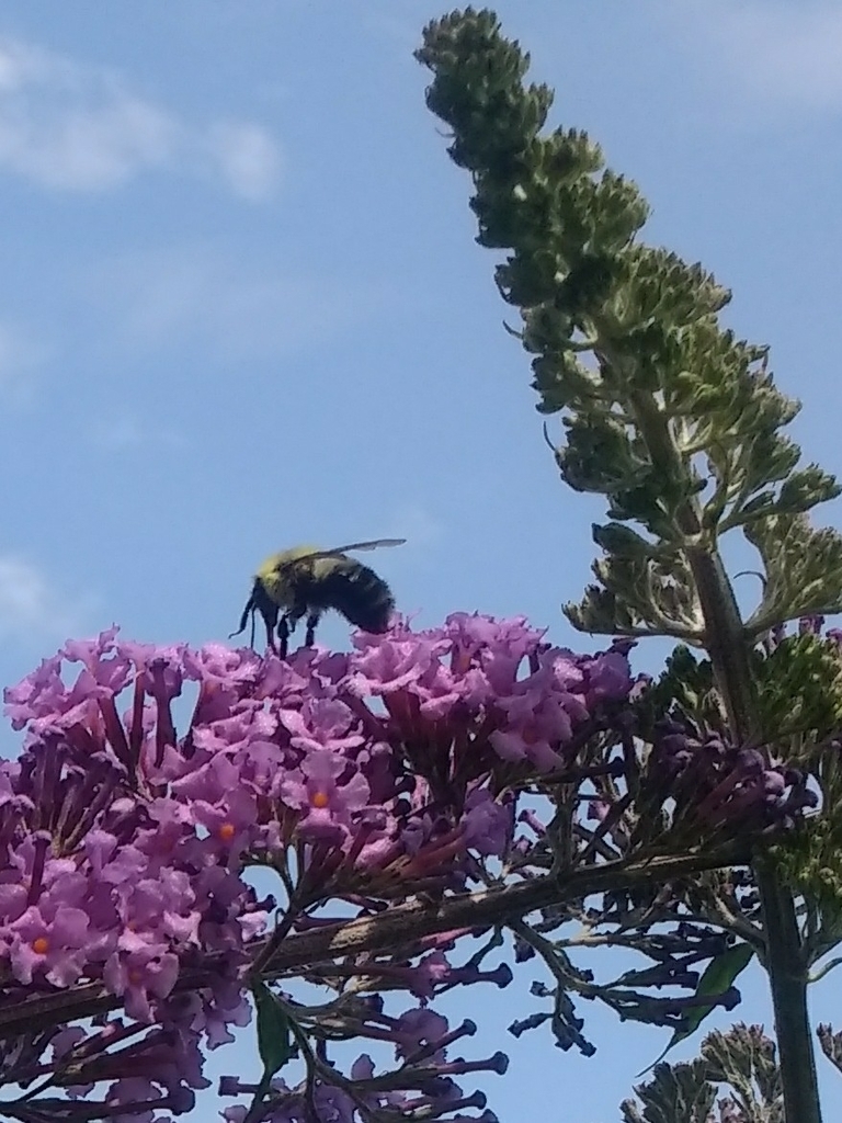 Bumble Bees in July 2021 by Pam Phillips. on Buddleia · iNaturalist
