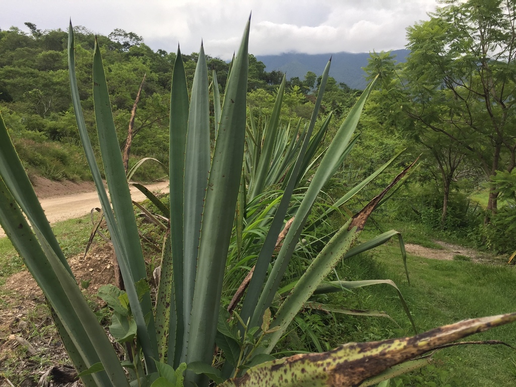 Agave rhodacantha from Villa Sola de Vega, Oax., México on July 22 ...