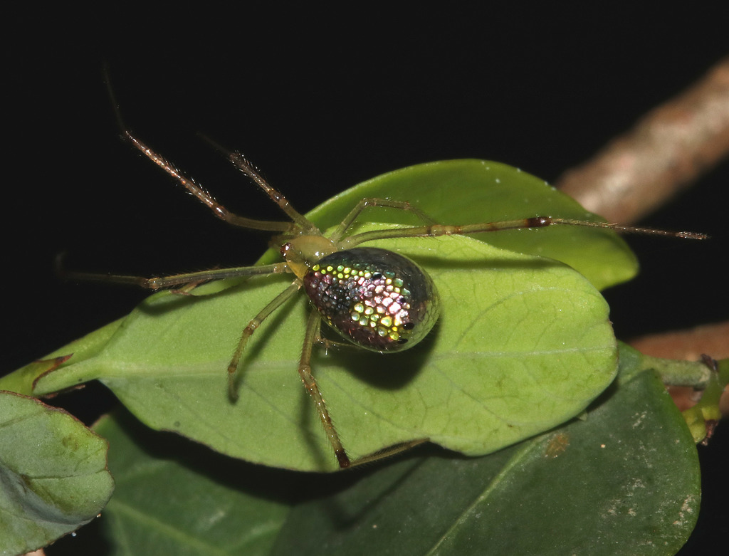 Thwaitesia in March 2018 by juliegraham173 · iNaturalist