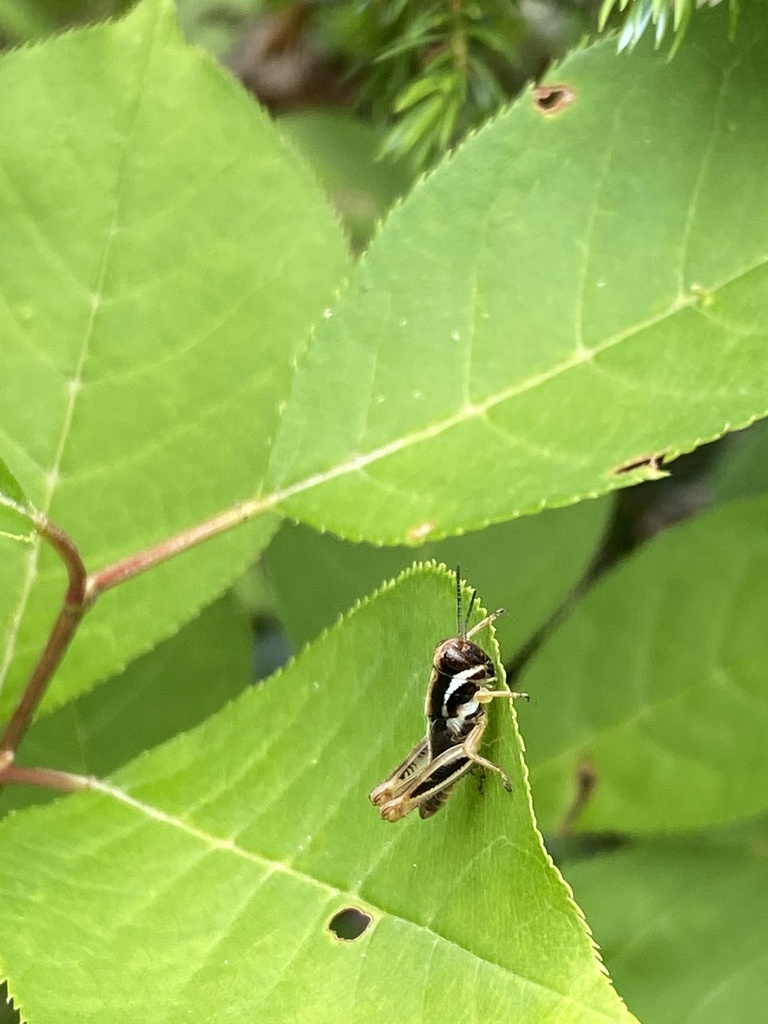 Dawson's Spur-throat Grasshopper from Marquette, MI, US on June 27 ...