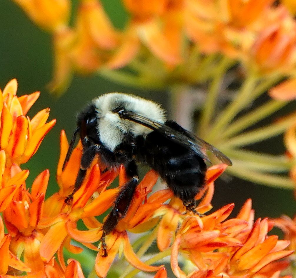Common Eastern Bumble Bee from Morgan County, OH, USA on July 05, 2021 ...