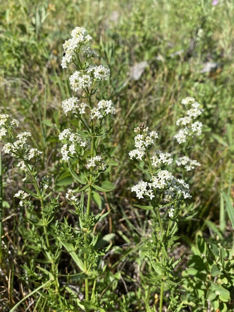 Northern Bedstraw from Fremont, Idaho, United States on July 2, 2021 at ...