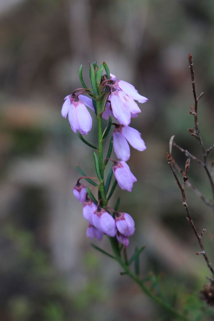 Tetratheca pilosa ssp. pilosa - The Missing Library