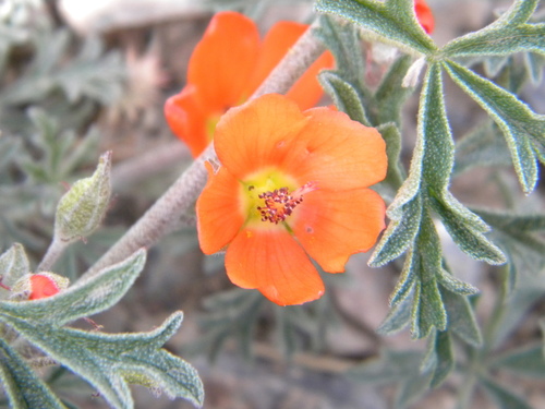 Moore's Globemallow (Subspecies Sphaeralcea grossulariifolia ...
