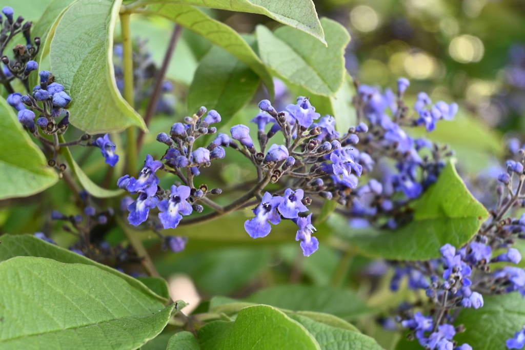 (Vitex pyramidata) - Botanical Realm