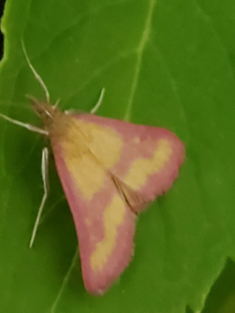 Southern Purple Mint Moth from Highway 54 & Aggie Ave, Goodwell, OK ...