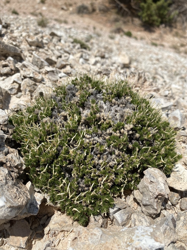 Linanthus caespitosus from Big Horn, Wyoming, United States on July 3 ...