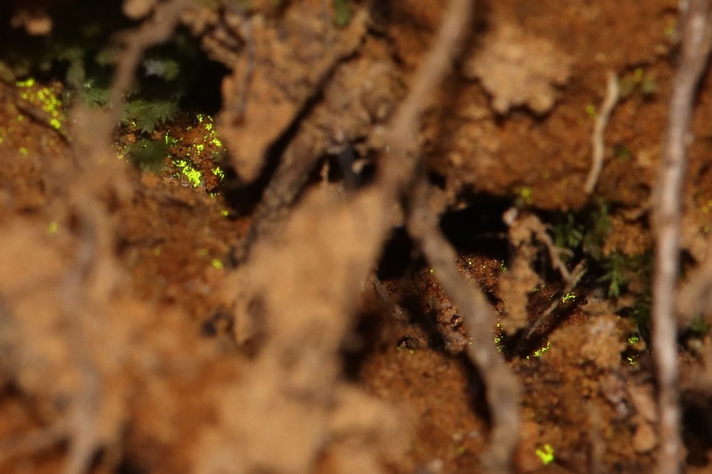 Luminous Moss in May 2021 by Sequoia Janirella Wrens · iNaturalist