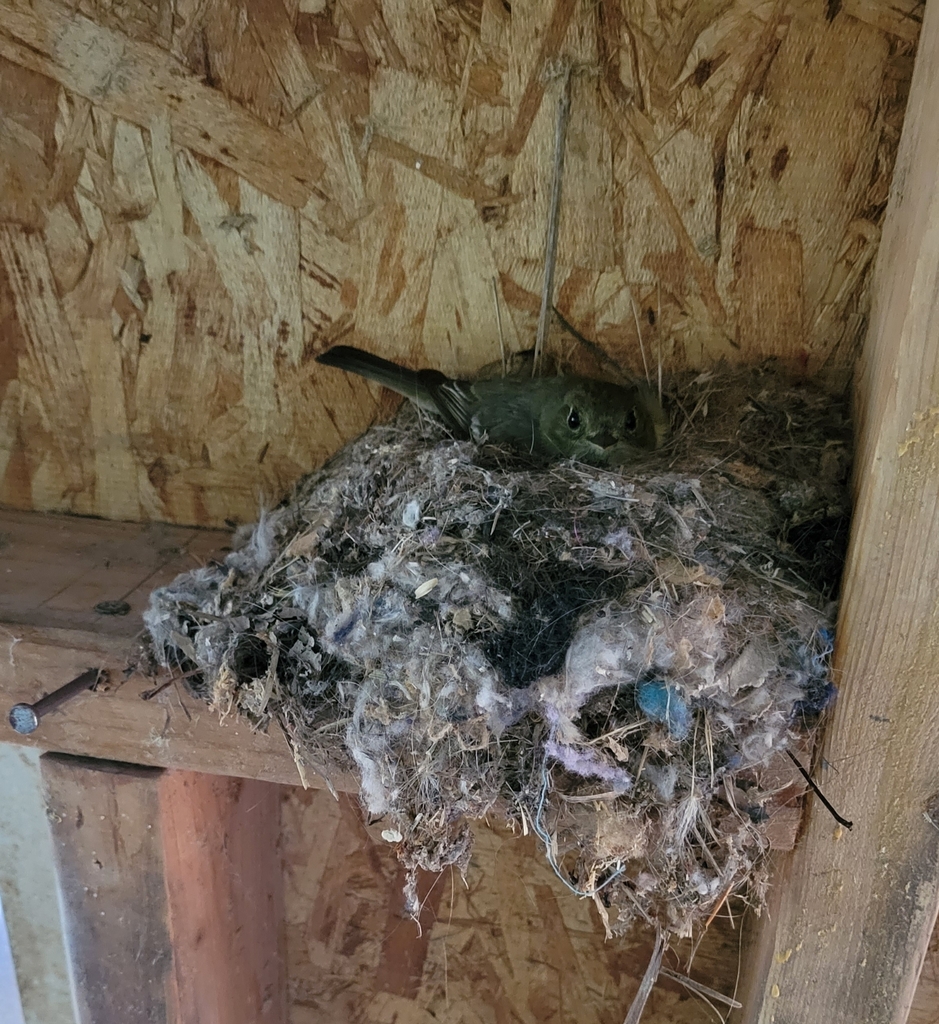 Western Flycatcher from Coal Creek, CO 80403, USA on July 5, 2021 at 07 ...