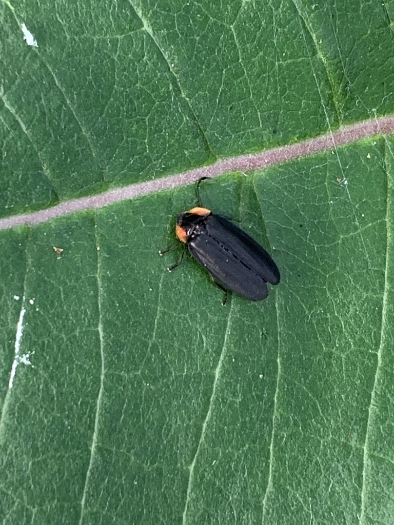 Lucidota from Erie, PA, US on July 6, 2021 at 08:53 AM by C. Luke Beall ...