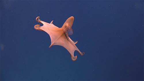 Blind Cirrate Octopus (Cirrothauma murrayi) · iNaturalist