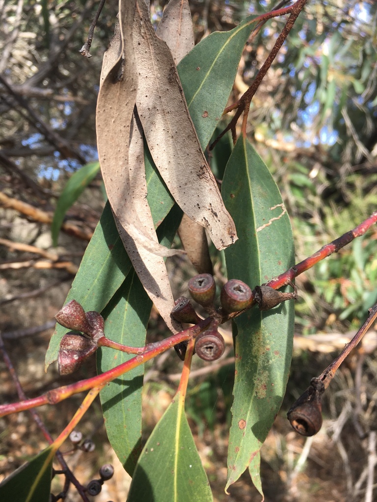 Silvertop Ash from Wallaga Lake Road, Wallaga Lake, NSW, AU on July 07 ...