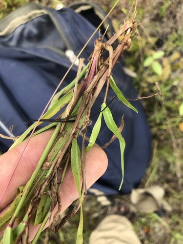 Variety Paspalum setaceum longepedunculatum · iNaturalist