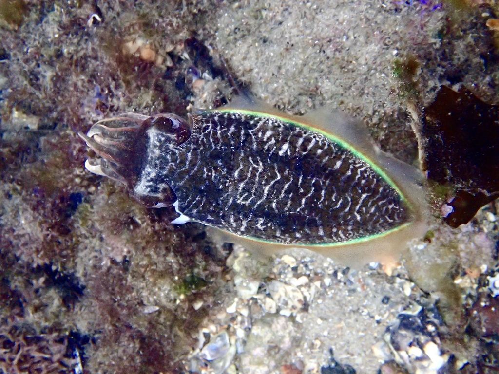 Mourning Cuttlefish from Hungry Point Cronulla NSW, Australia on March ...