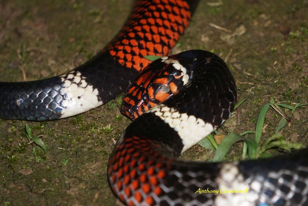 Aquatic Coralsnake (Micrurus surinamensis) - Snakes and Lizards