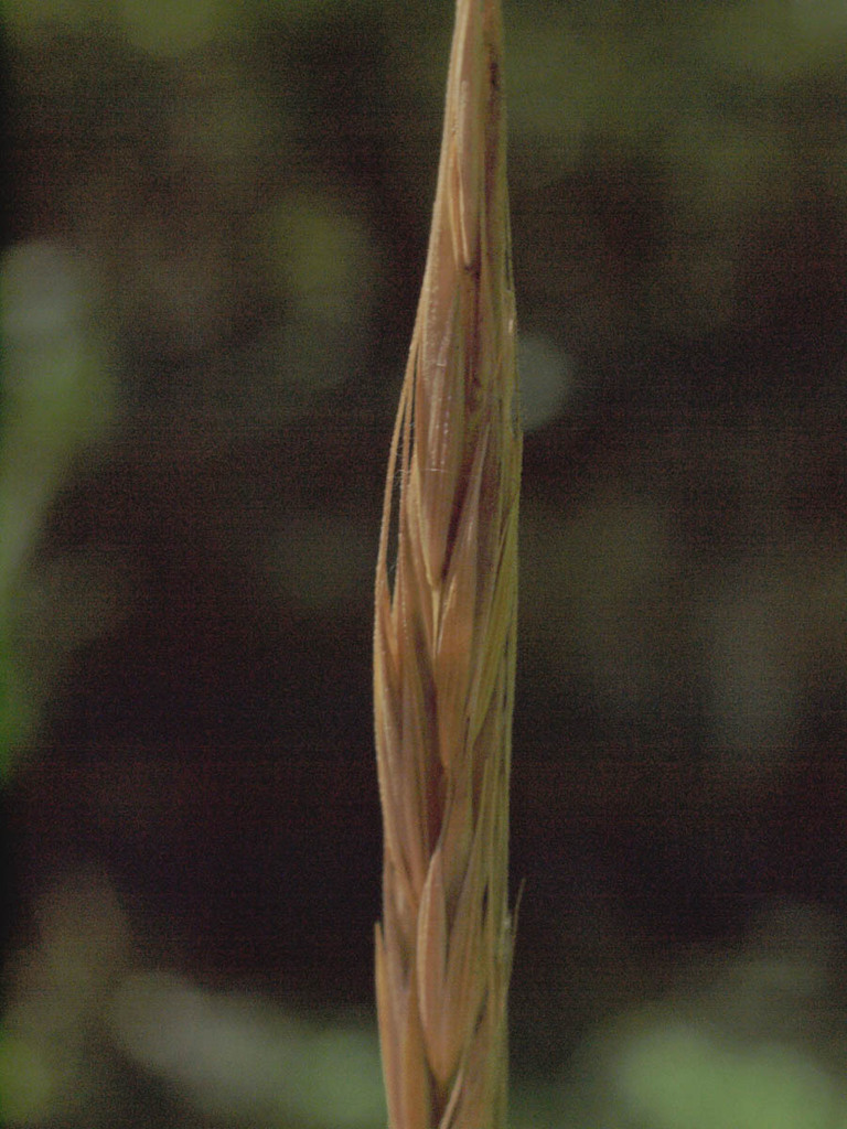 blue wild rye (Arastradero Preserve Late Summer ) · iNaturalist