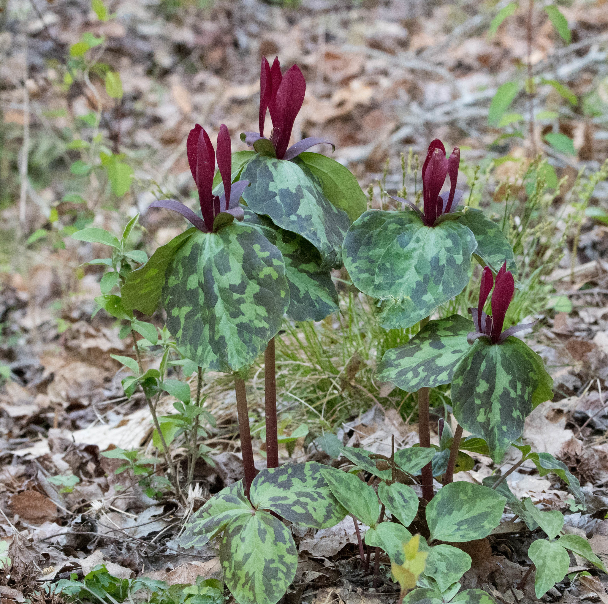 Red Trillium Spotted Leaves