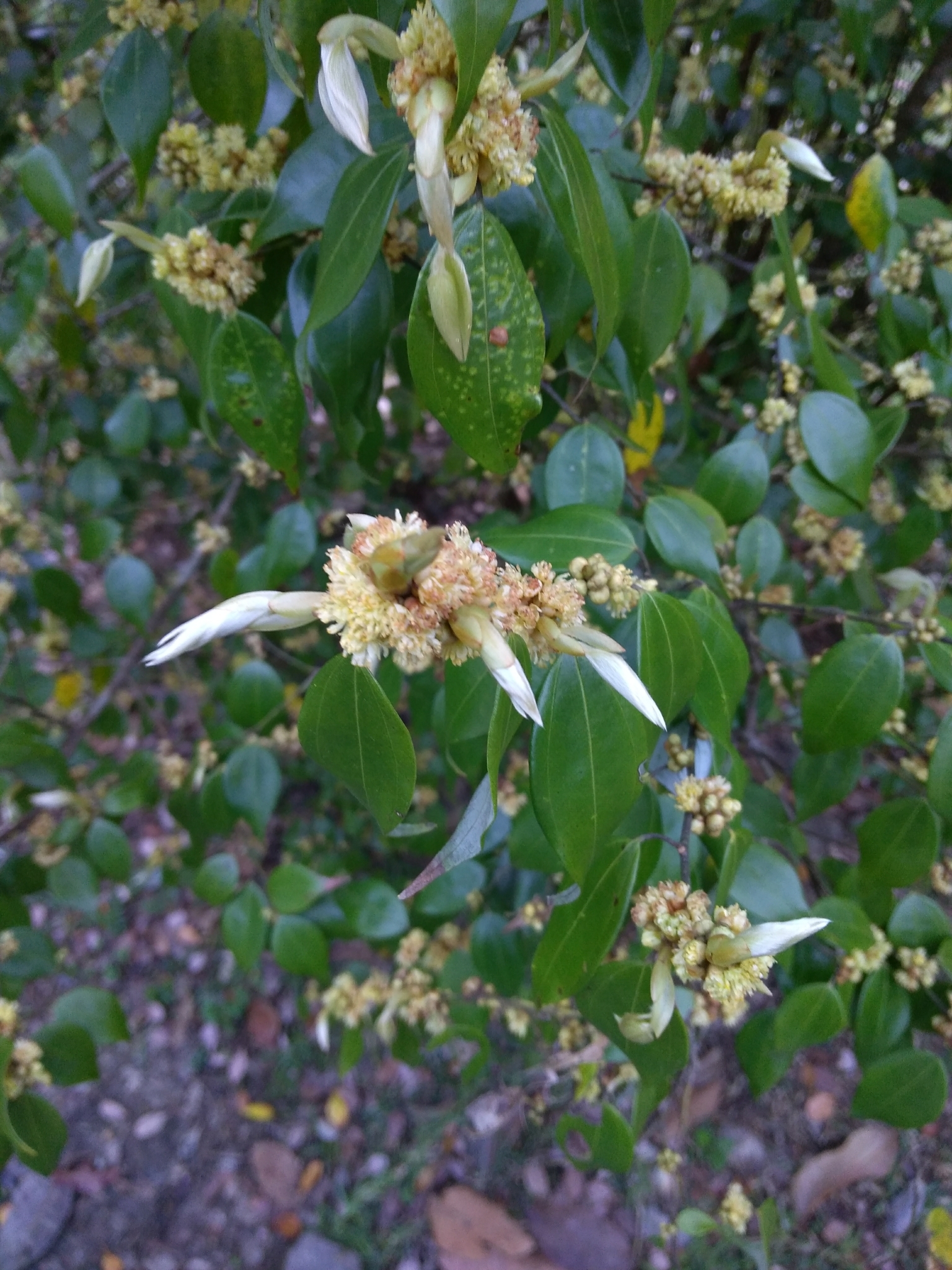 Lindera aggregata (Sims) Kosterm.